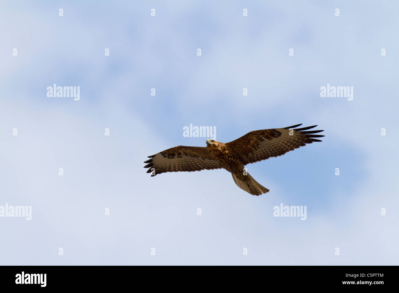 Galapagos Hawk in flight, Galapagos Islands, Ecuador Stock Photo - Alamy