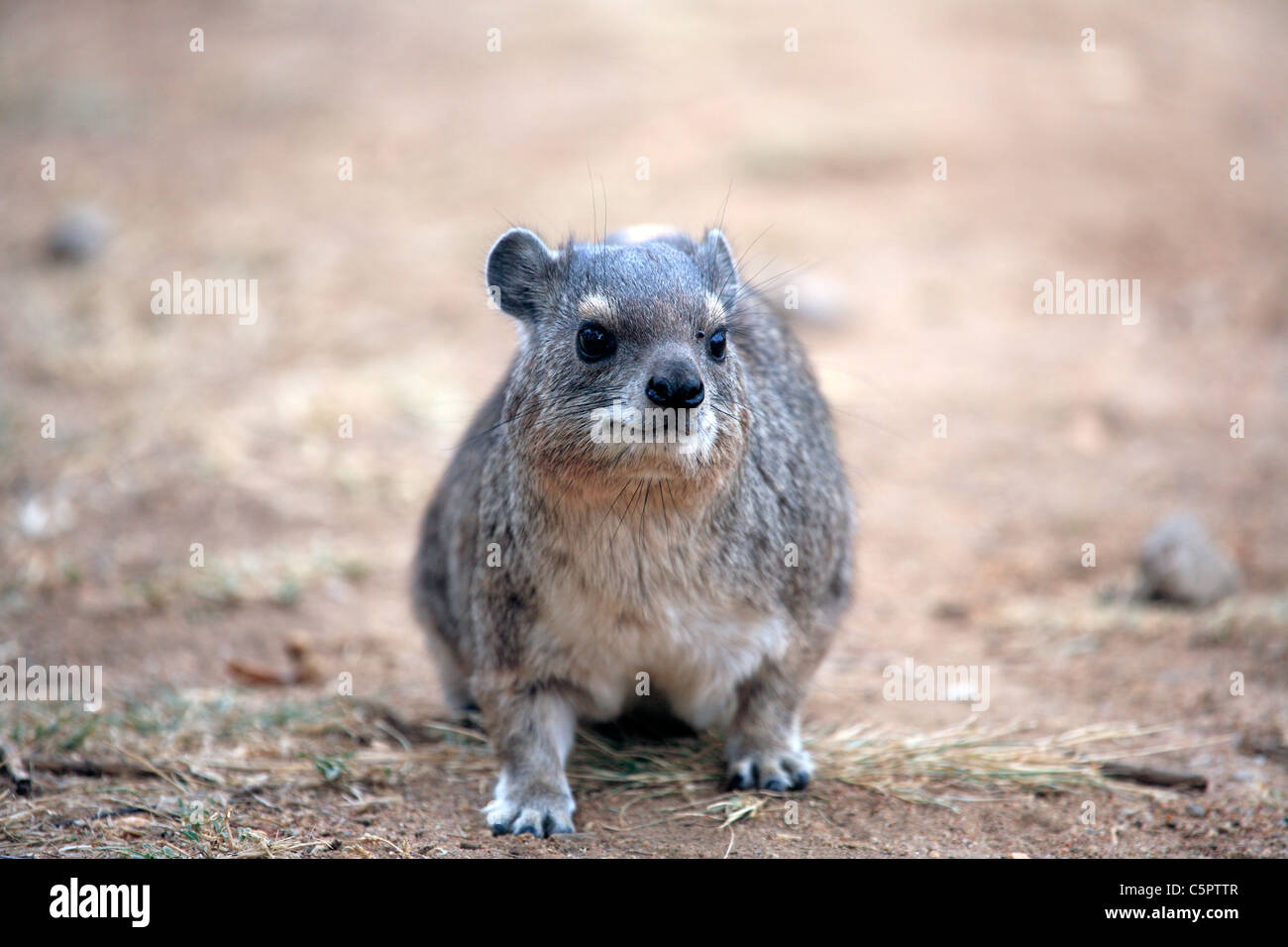 Capensis hi-res stock photography and images - Alamy