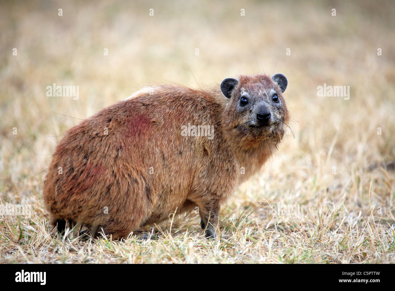 Rock Hyrax (Procavia capensis), Serengeti National Park, Tanzania Stock ...