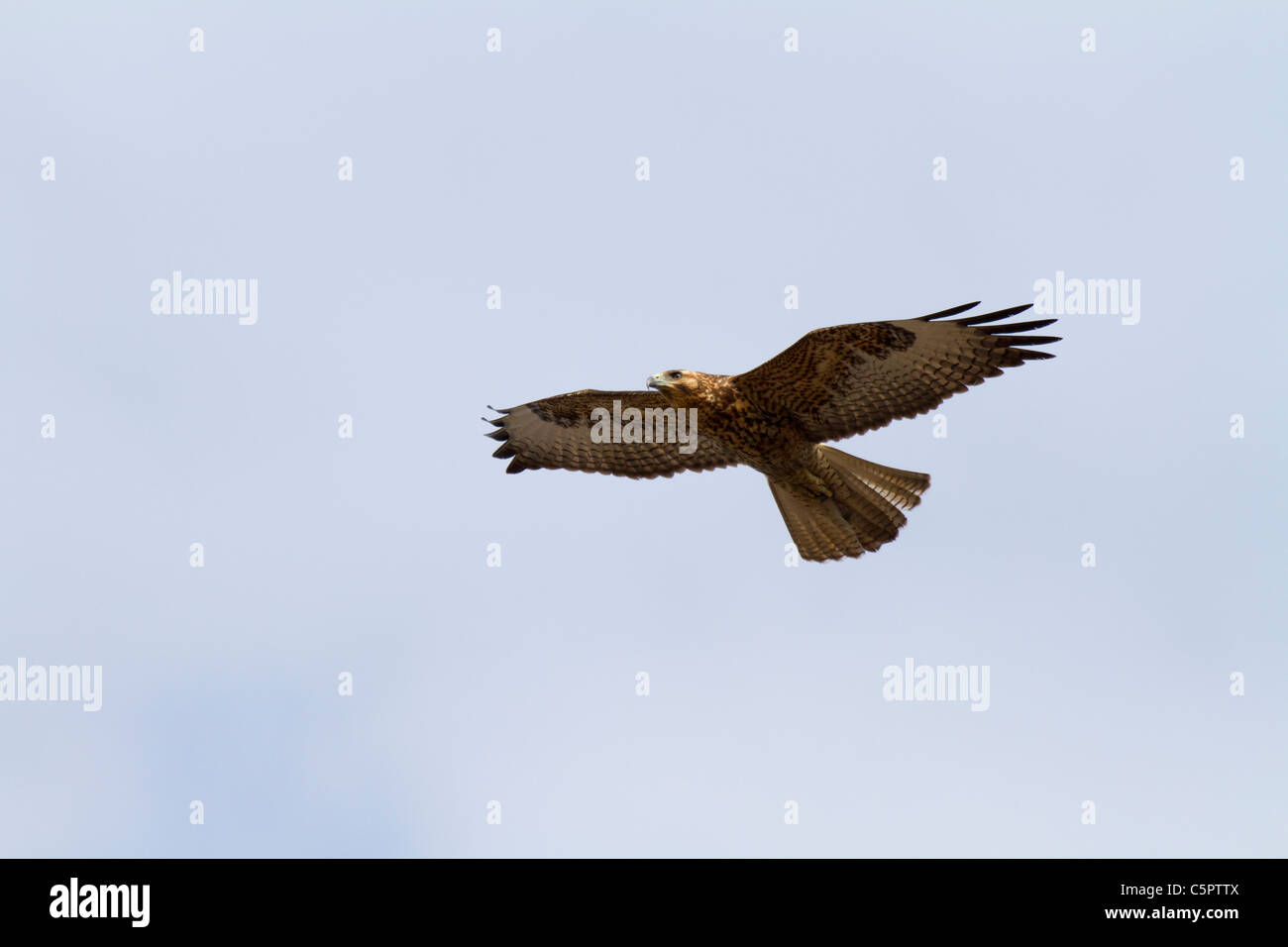Galapagos hawk in flight hi-res stock photography and images - Alamy