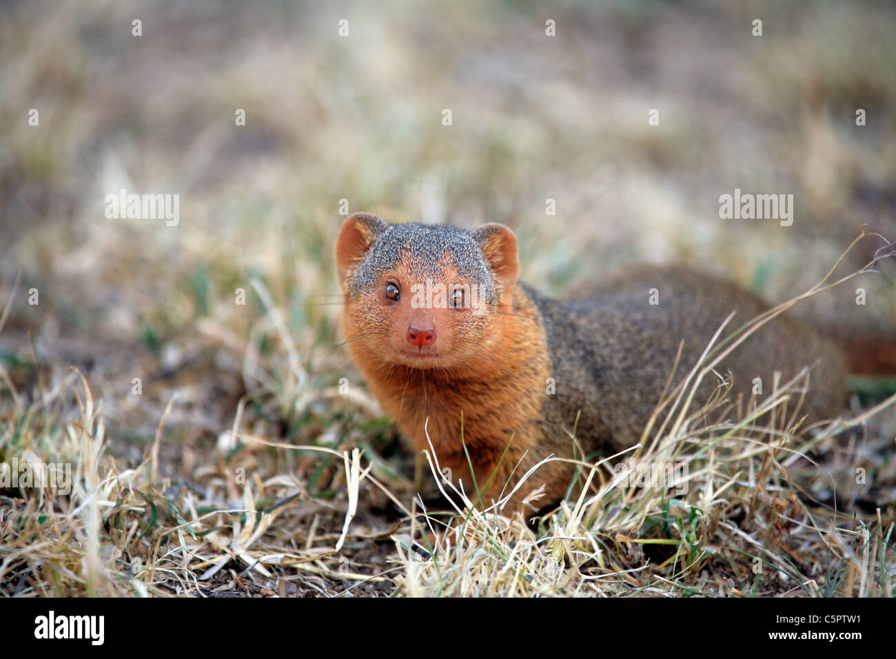 African dwarf mongoose hi-res stock photography and images - Alamy