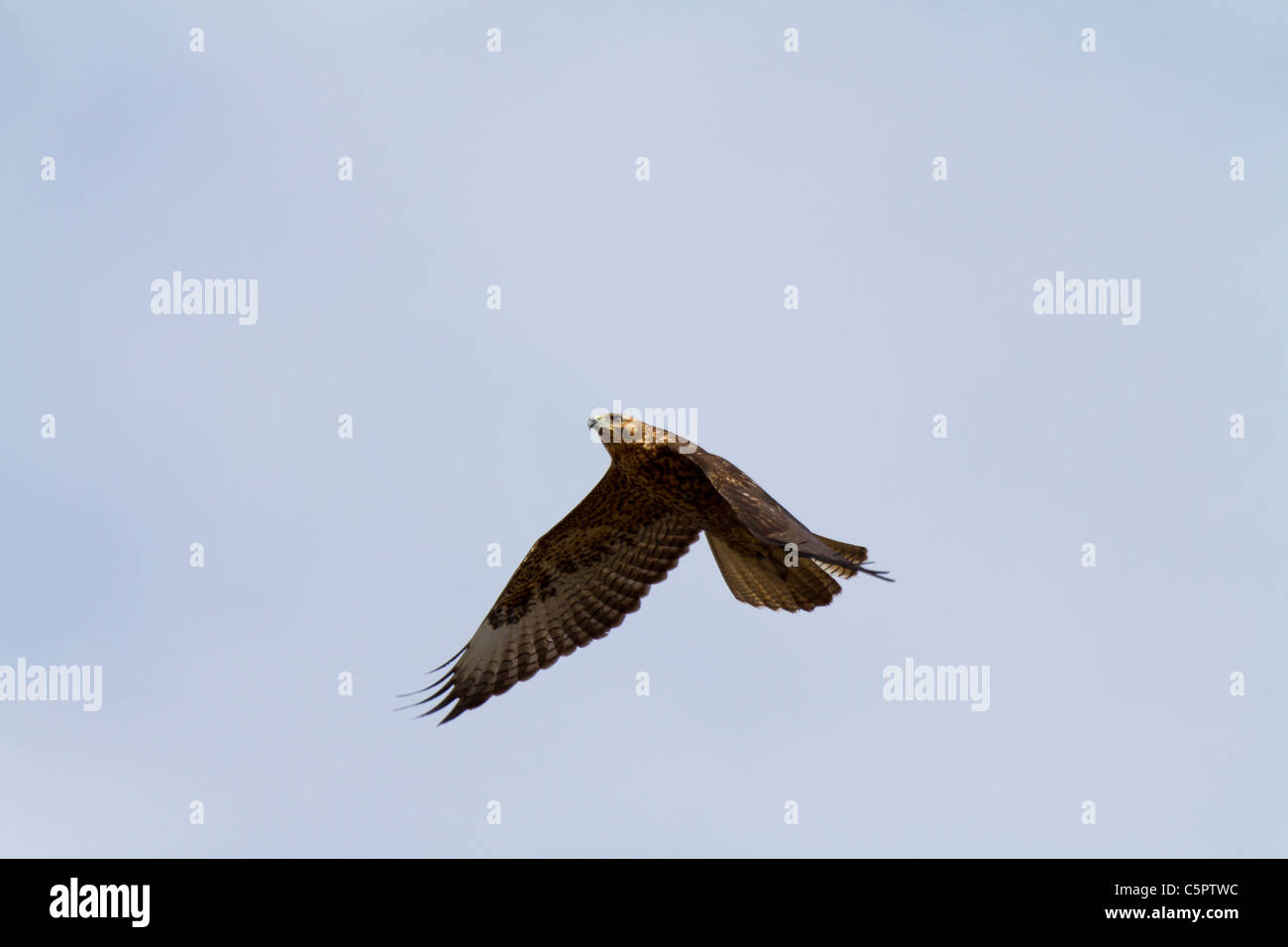 Galapagos Hawk in flight, Galapagos Islands, Ecuador Stock Photo - Alamy