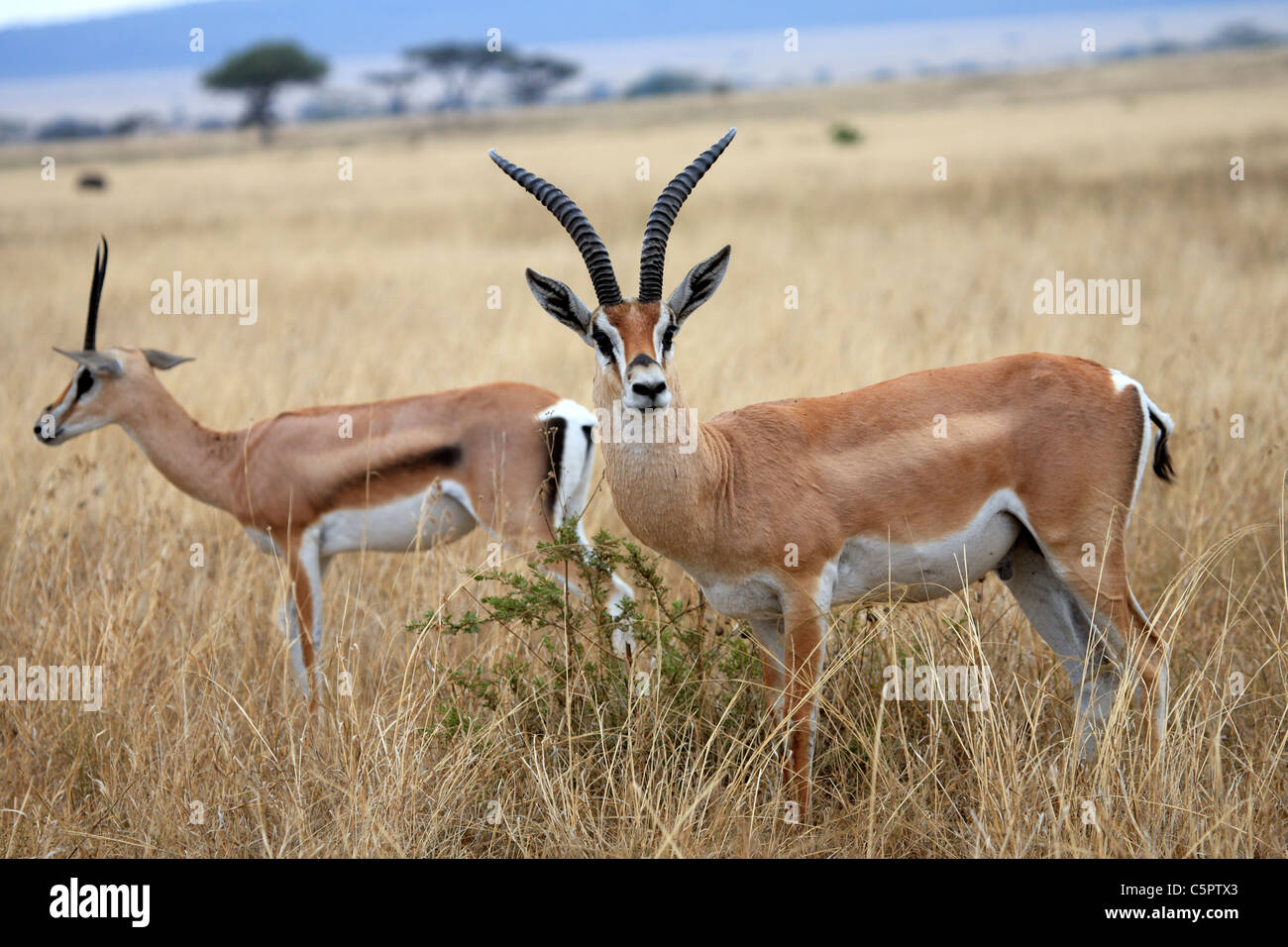 Serengeti gazelle hi-res stock photography and images - Alamy