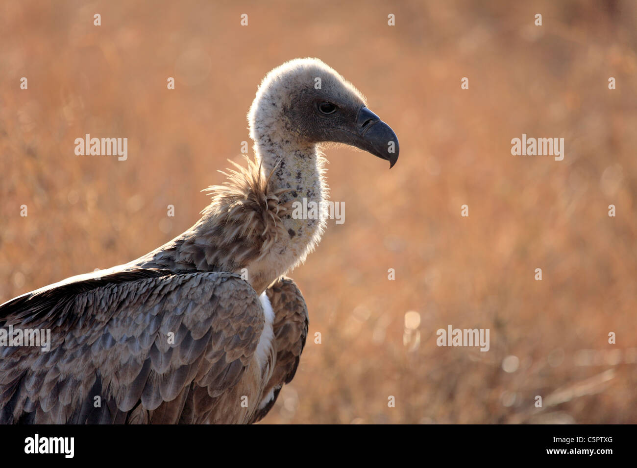 White-backed Vulture (Gyps africanus), Serengeti National Park ...