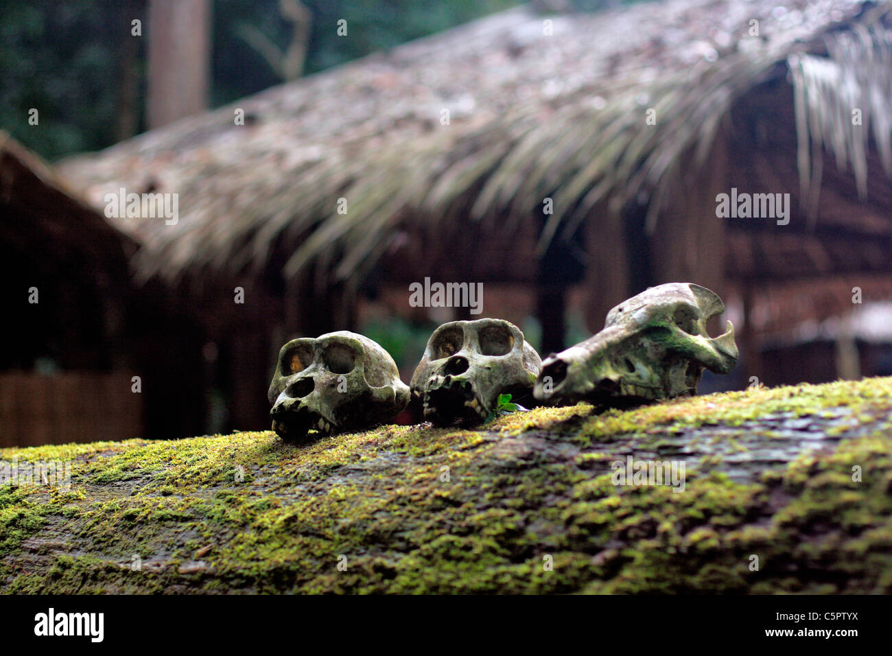 Ndoki hi-res stock photography and images - Alamy