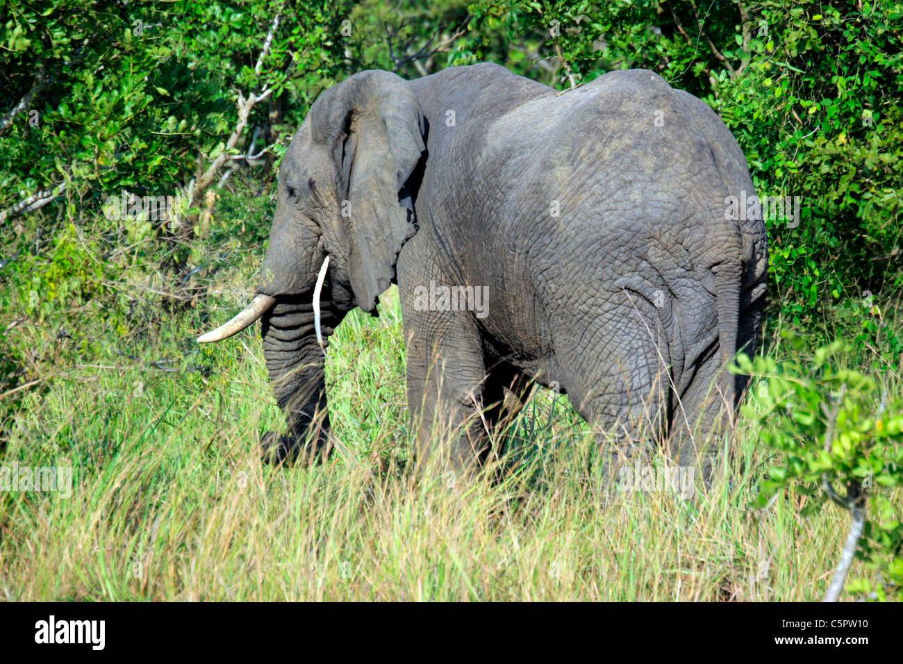 Elephant (Loxodonta africana), Murchison Falls National park, Uganda ...