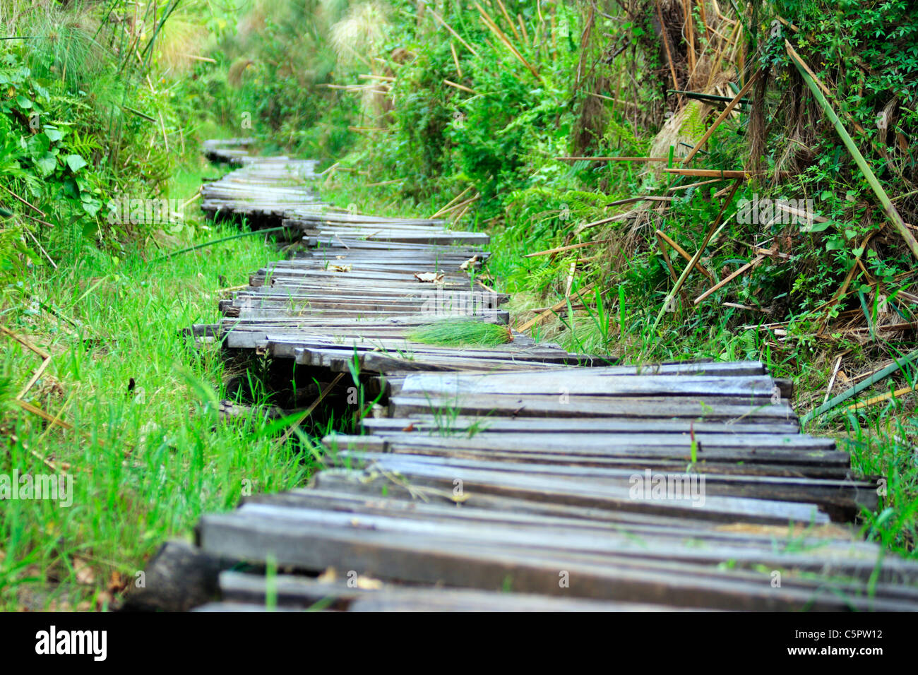 Risky road through marsh, Bigodi Wetland Sanctuary, Uganda, Africa ...