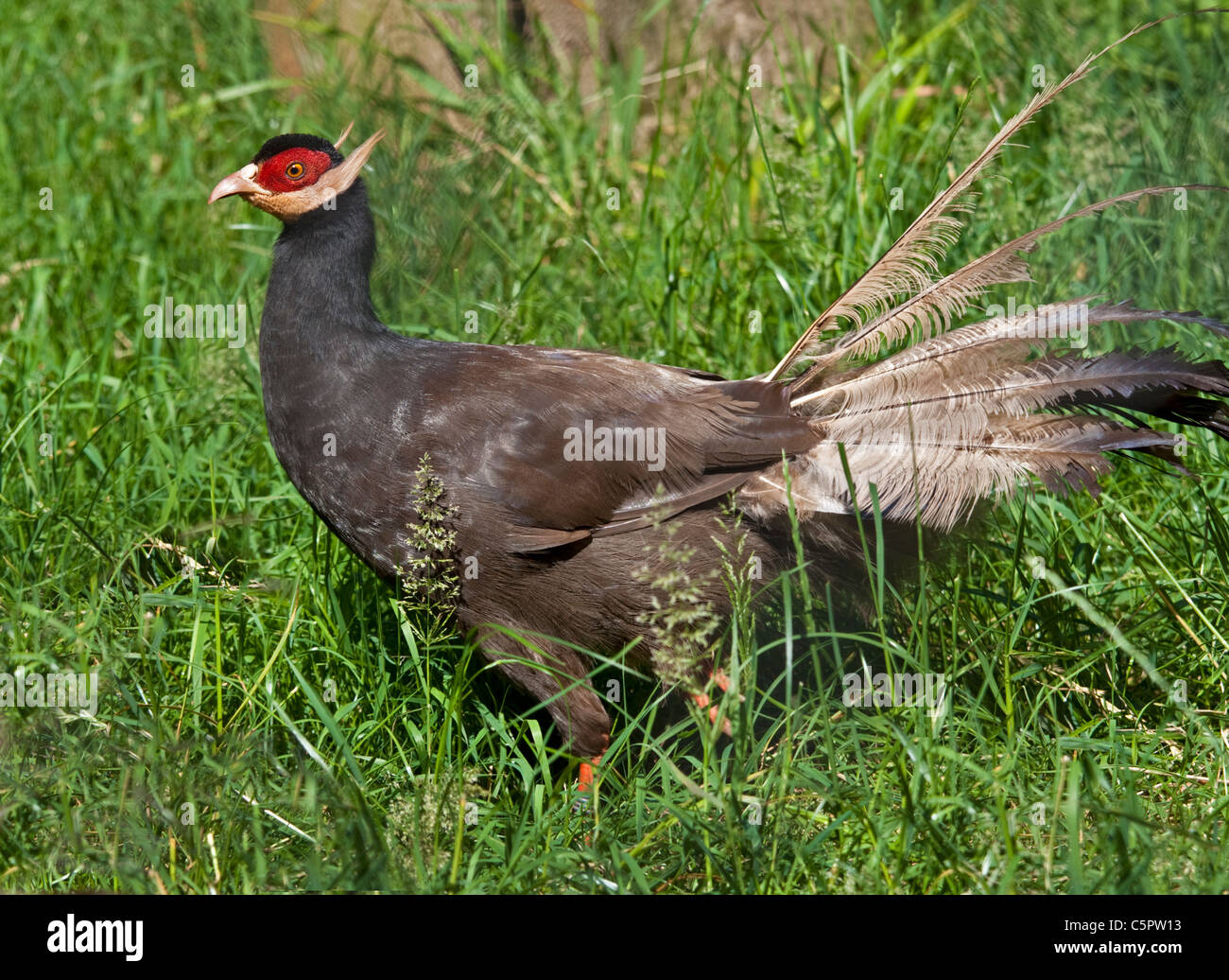 Brown Eared Pheasant (crossoptilon mantchuricum Stock Photo - Alamy