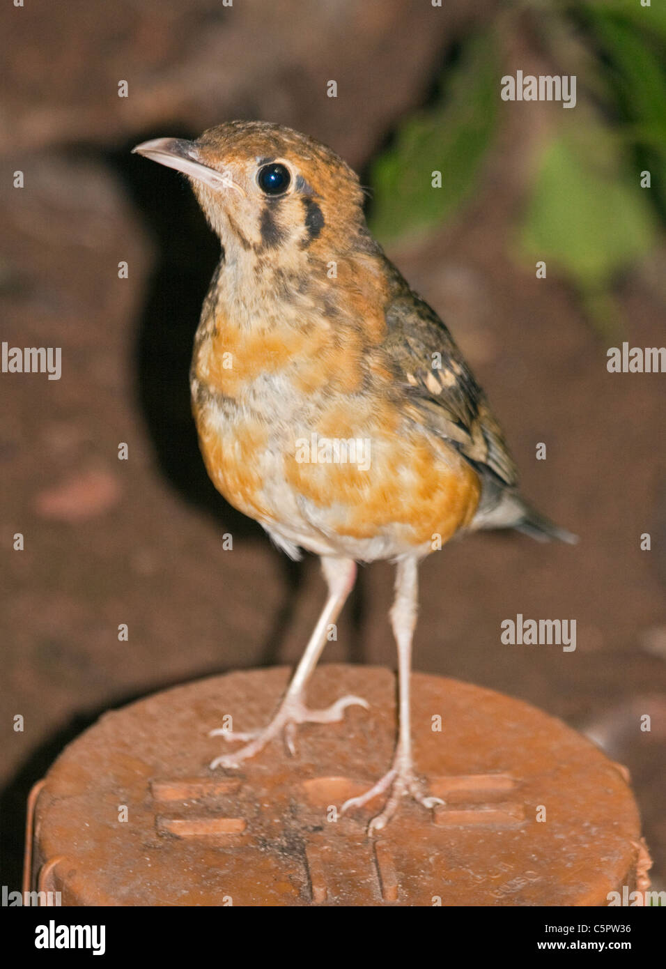 Orange Headed Thrush (zoothera citrina Stock Photo - Alamy