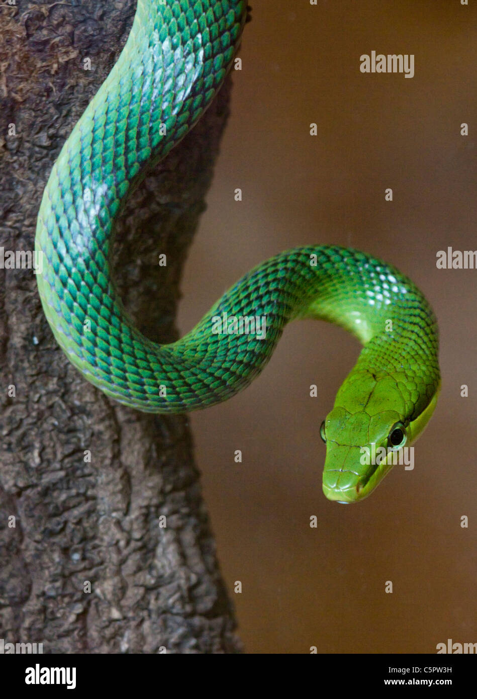 Red rat snake hi-res stock photography and images - Alamy