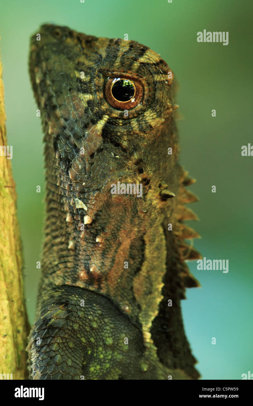 Close-up sideview photograph of a lizard, northern Vietnam Stock Photo ...