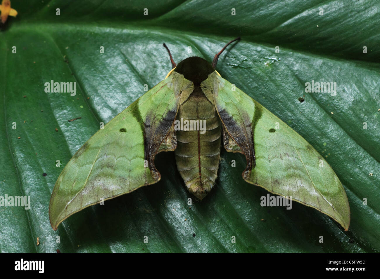 Tropical moth hi-res stock photography and images - Alamy