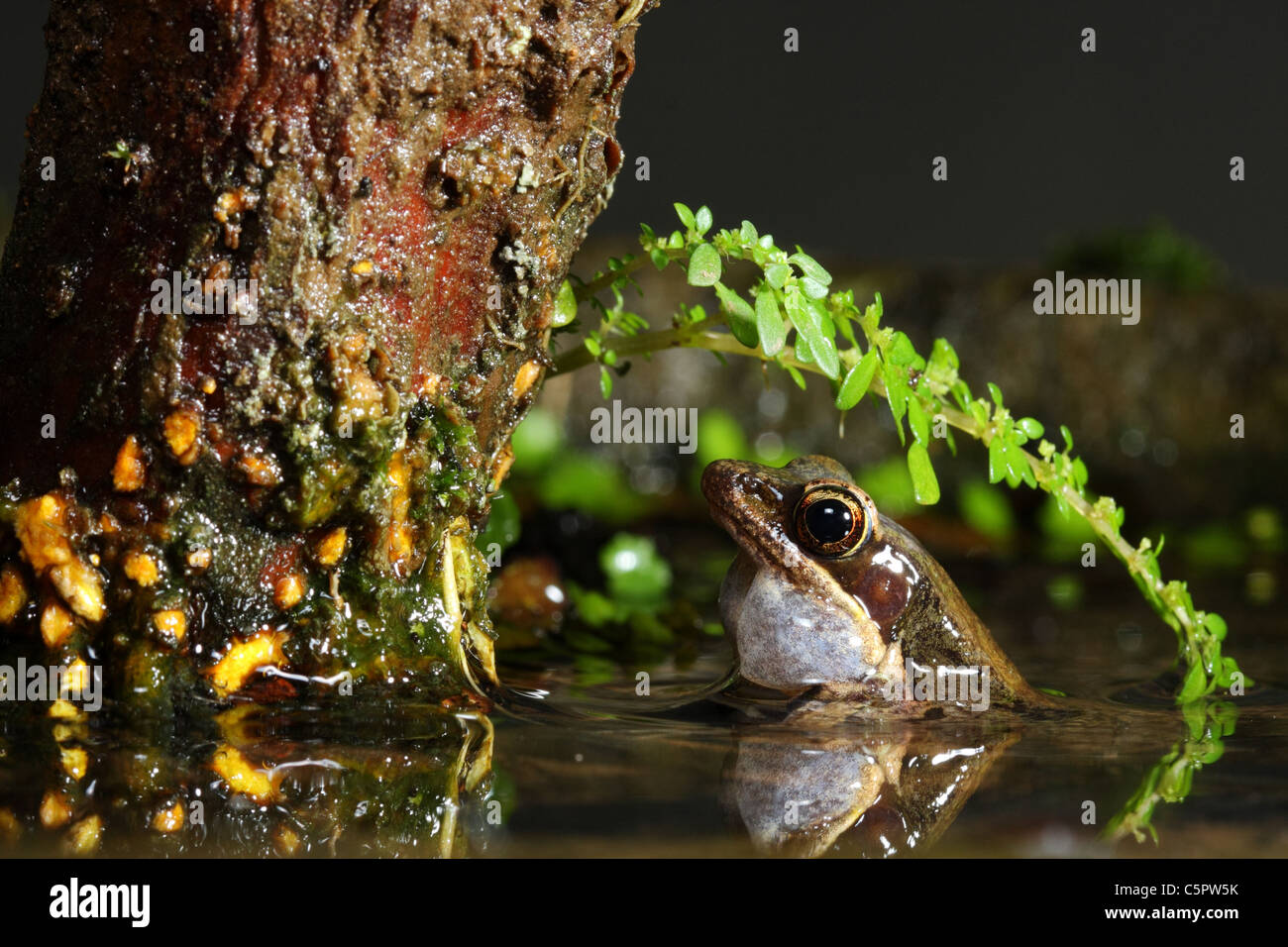 Brown male frog (Rana sp.) calling from water Stock Photo - Alamy