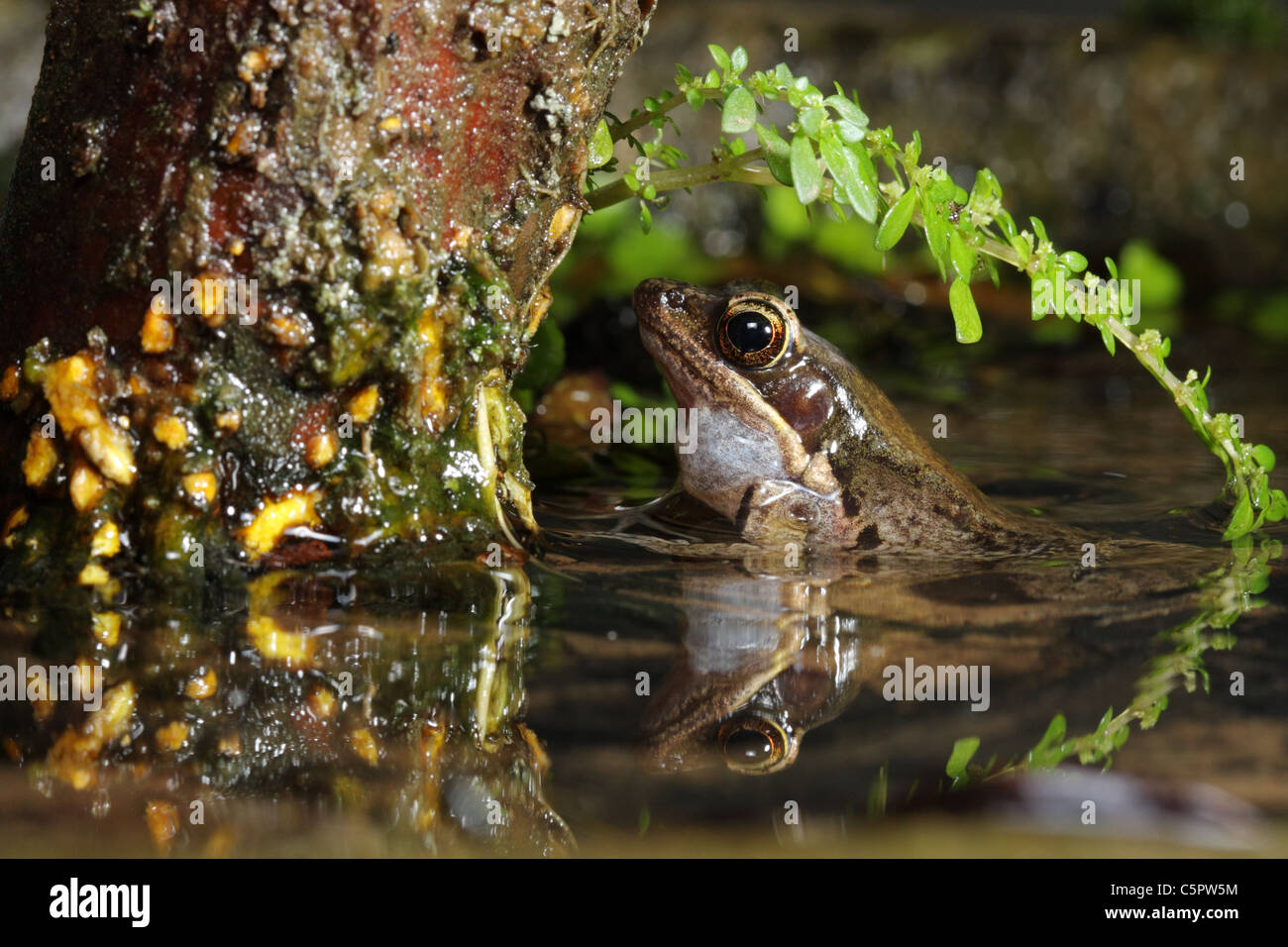 Brown male frog (Rana sp.) calling from water Stock Photo - Alamy