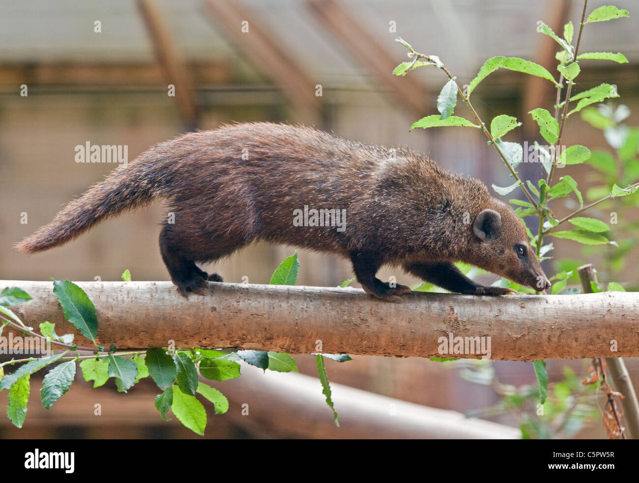 Common Cusimanse (crossarchus obscurus Stock Photo - Alamy