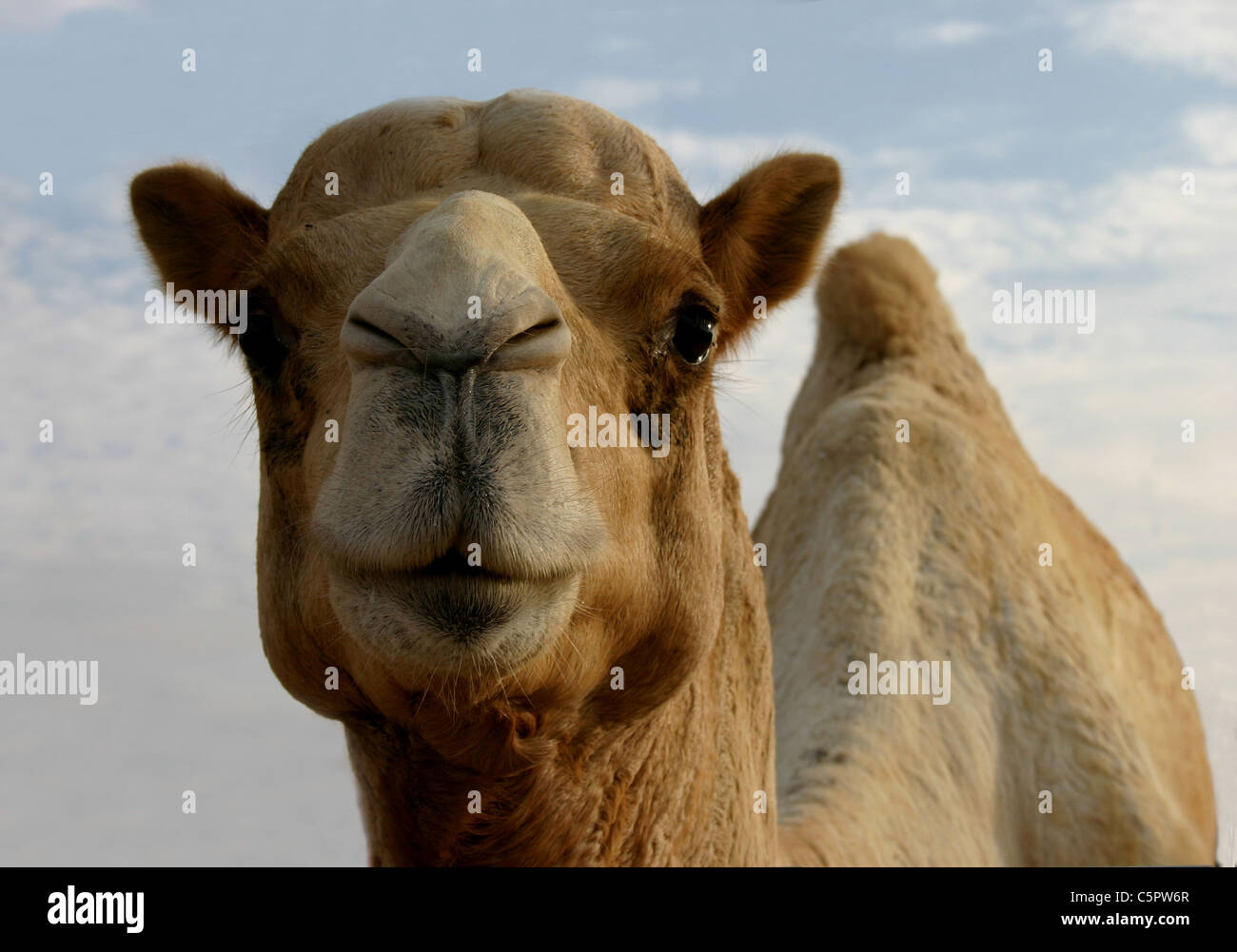Mercedes, Camel racing, U.A.E Stock Photo - Alamy