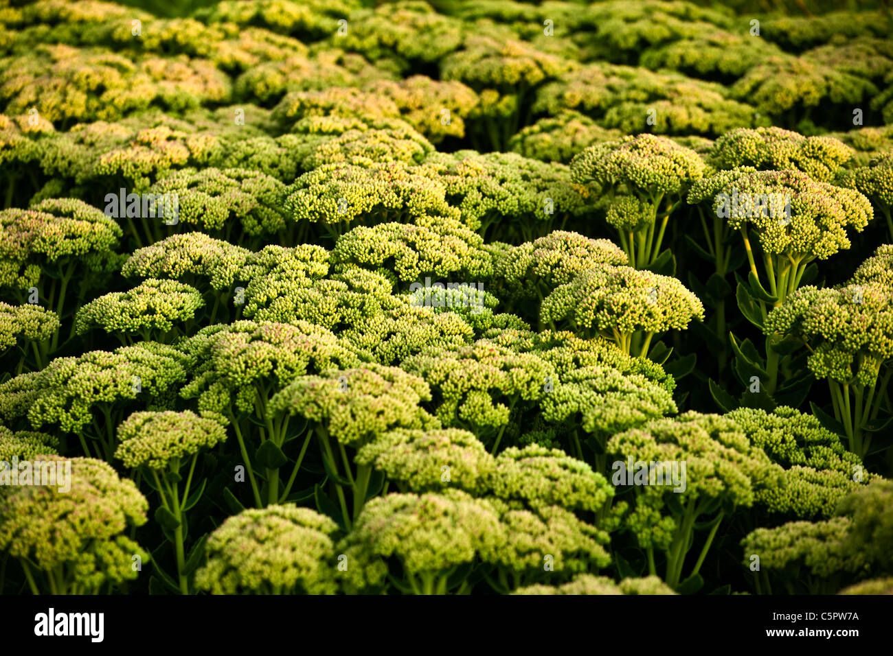 Sea of Sedum at RHS Hyde Hall Stock Photo - Alamy