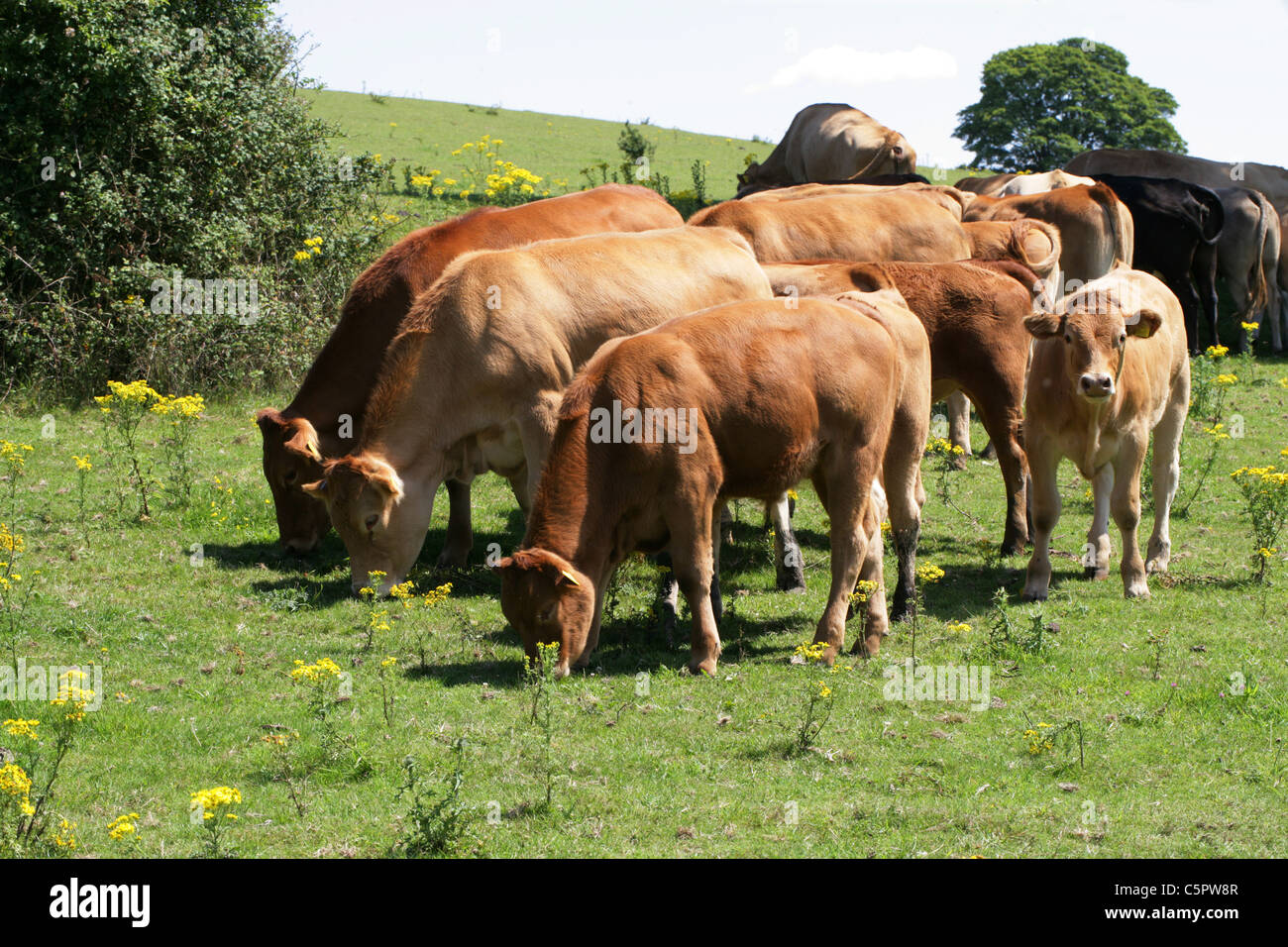 Young Calves or Beef Cattle, Bos primigenius taurus, Bovidae Stock ...