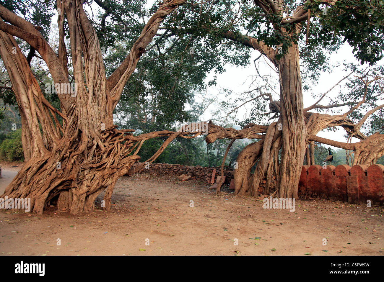National tree of india hi-res stock photography and images - Alamy