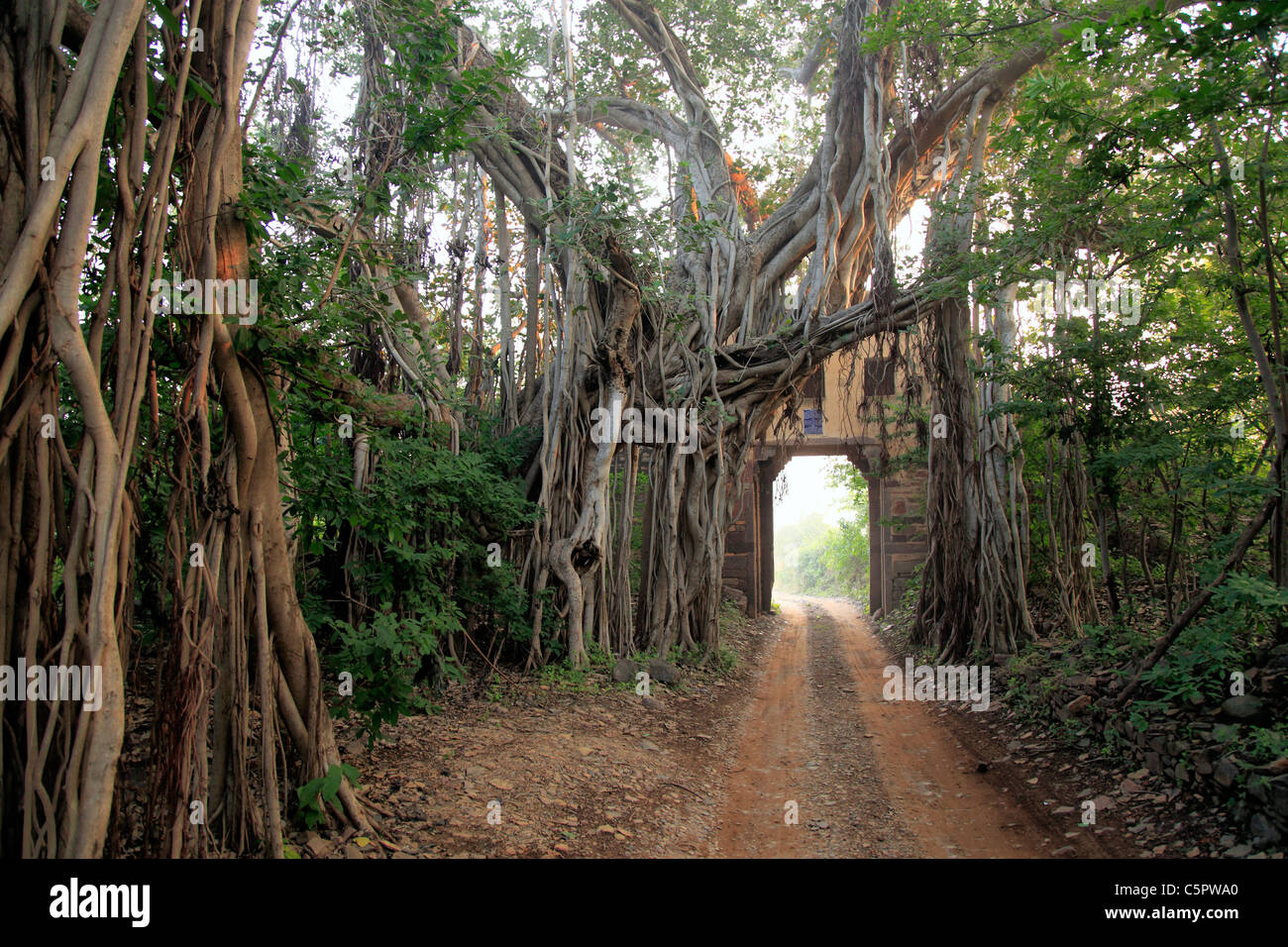 Ranthambore national park hi-res stock photography and images - Alamy