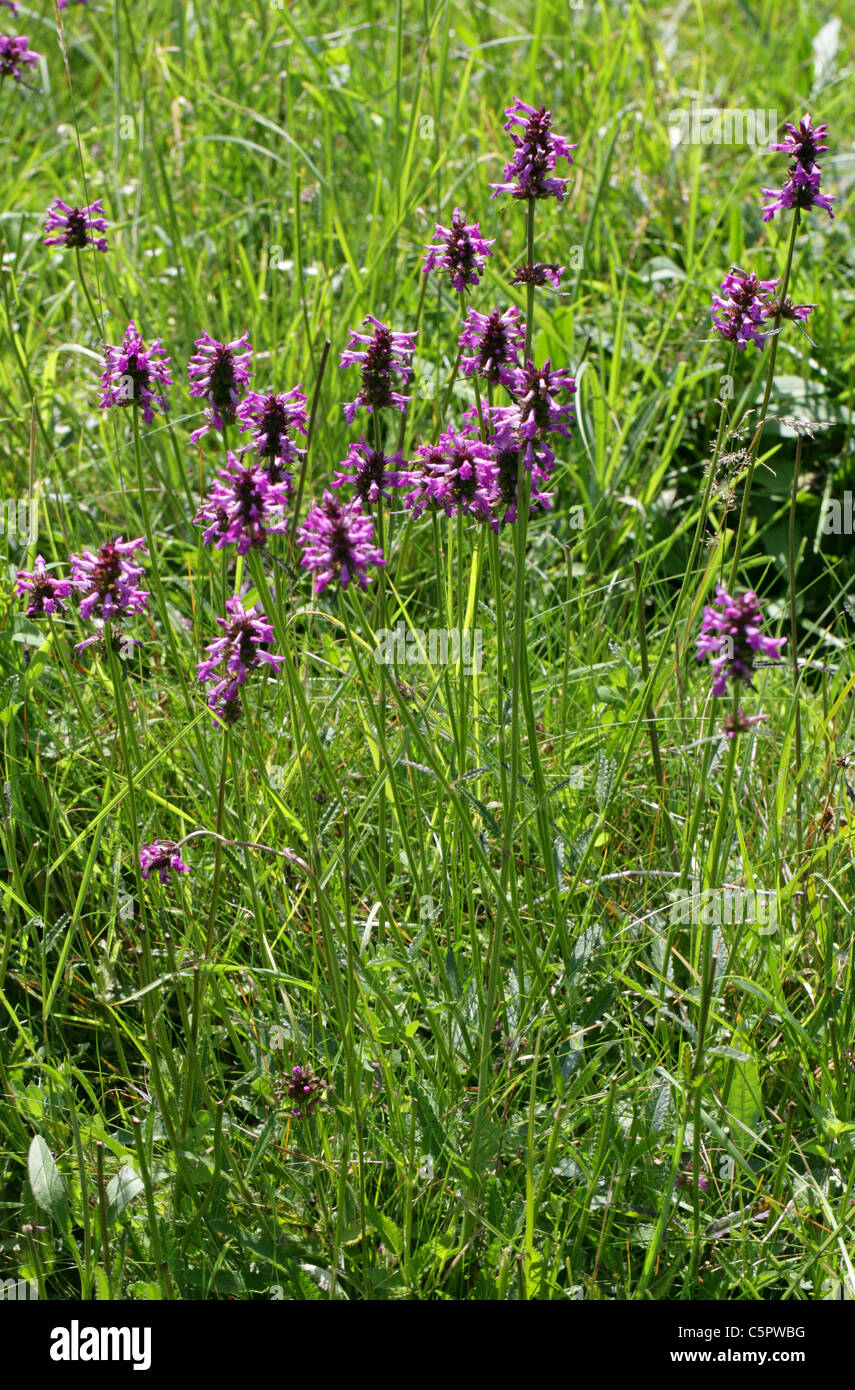 Purple Betony, Stachys officinalis (syn. Betonica officinalis ...