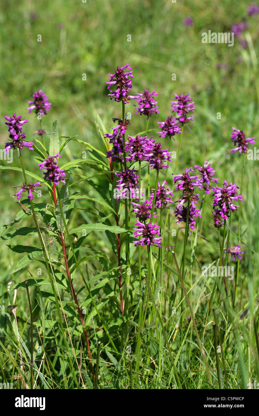 Purple Betony, Stachys officinalis (syn. Betonica officinalis ...