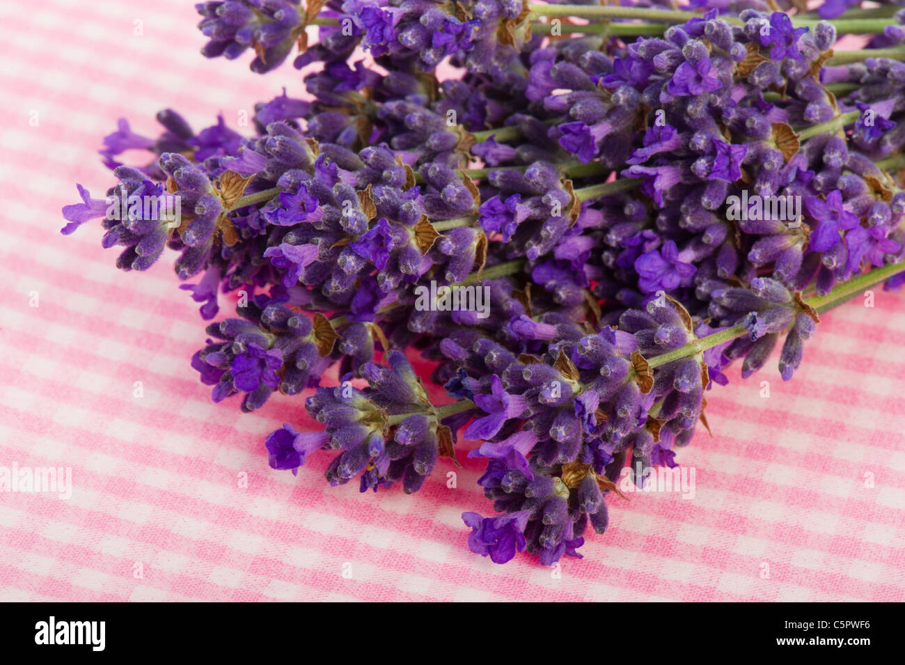 Purple bouquet Lavender on pink checkered underground Stock Photo - Alamy