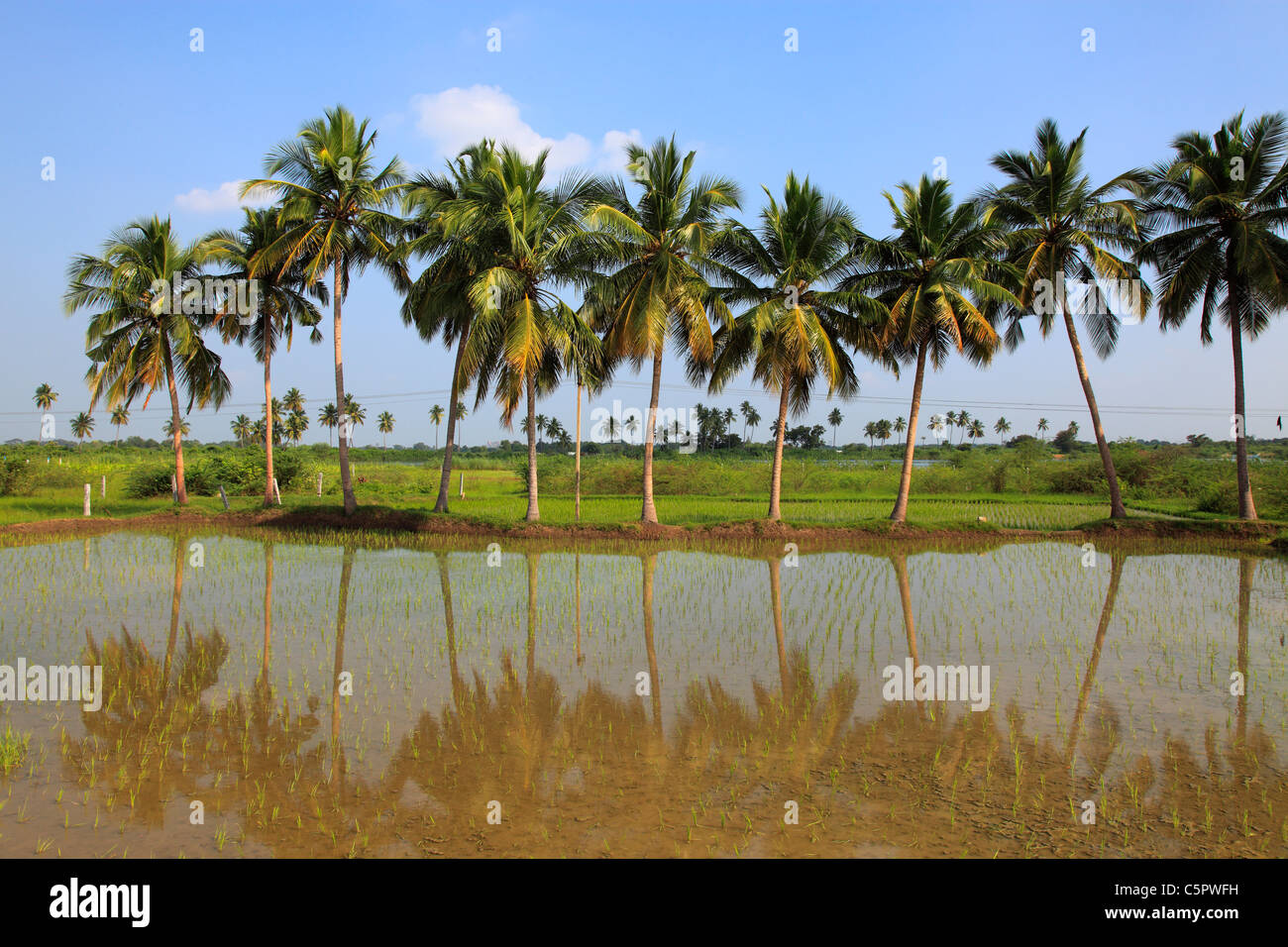 Tree planting india hi-res stock photography and images - Alamy