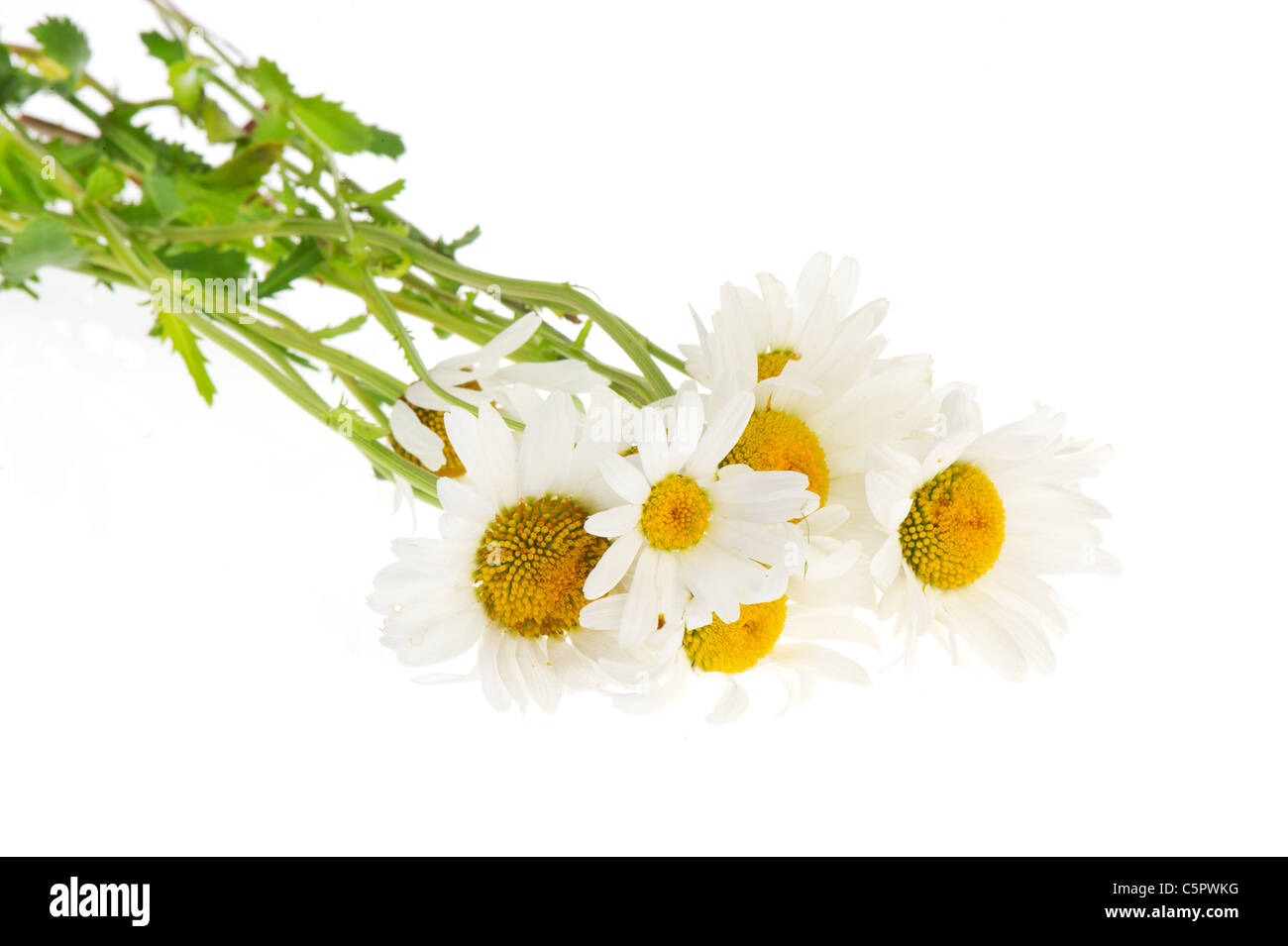 Bouquet wild white daisies on isolated background Stock Photo - Alamy