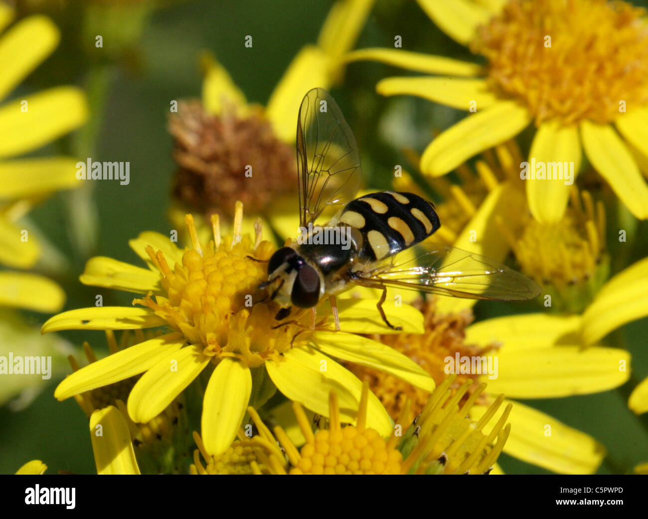 Hoverfly, Eupeodes luniger, Syrphidae, Diptera. Female on Ragwort ...