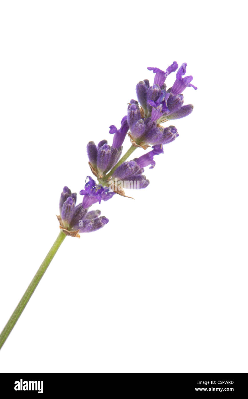 Single sprig of purple Lavender isolated over white background Stock ...