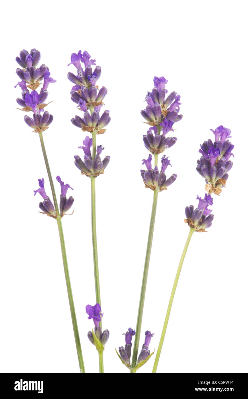 Four sprigs of purple Lavender isolated over white background Stock ...