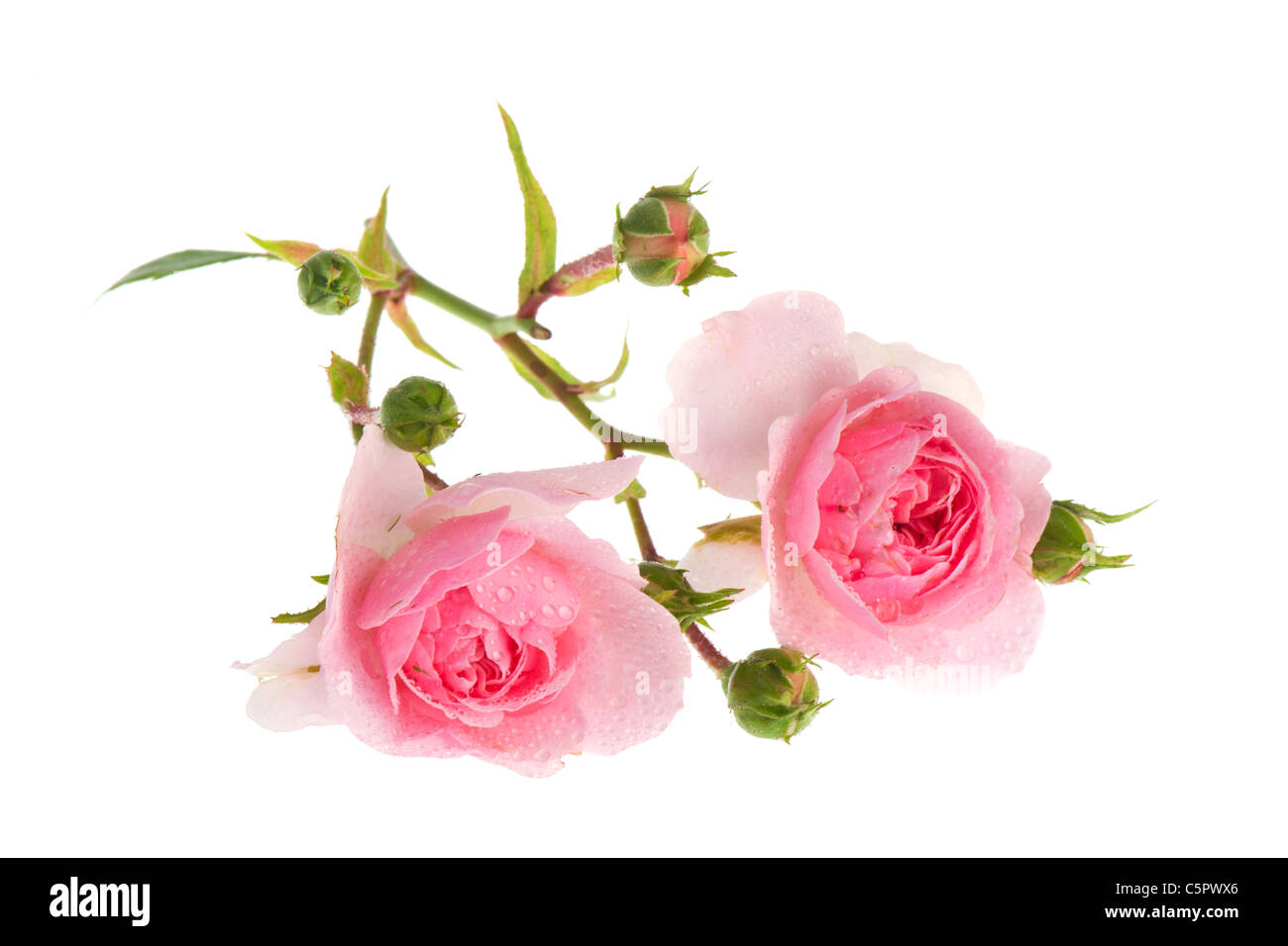 Pink roses with leaves isolated in the studio Stock Photo - Alamy