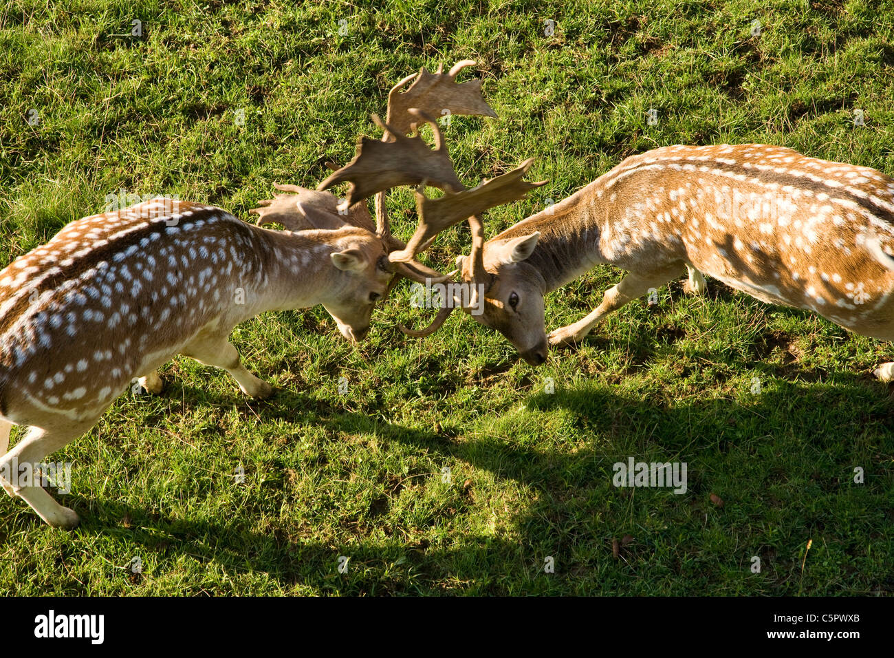Deer fight and play by bumping their antlers. Austria Stock Photo - Alamy