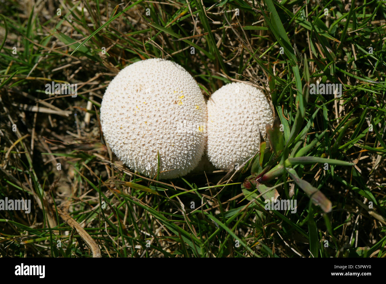 Lycoperdon pratense hi-res stock photography and images - Alamy