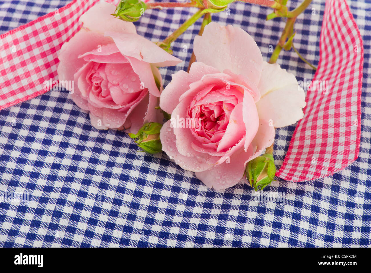 Pink wet roses on checked colorful background Stock Photo - Alamy