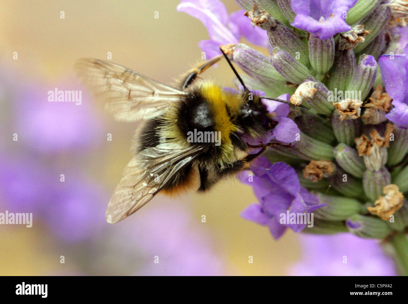 Red-tailed Bumblebee, Bombus lapidarius, Apidae, Apoidea, Hymenoptera ...