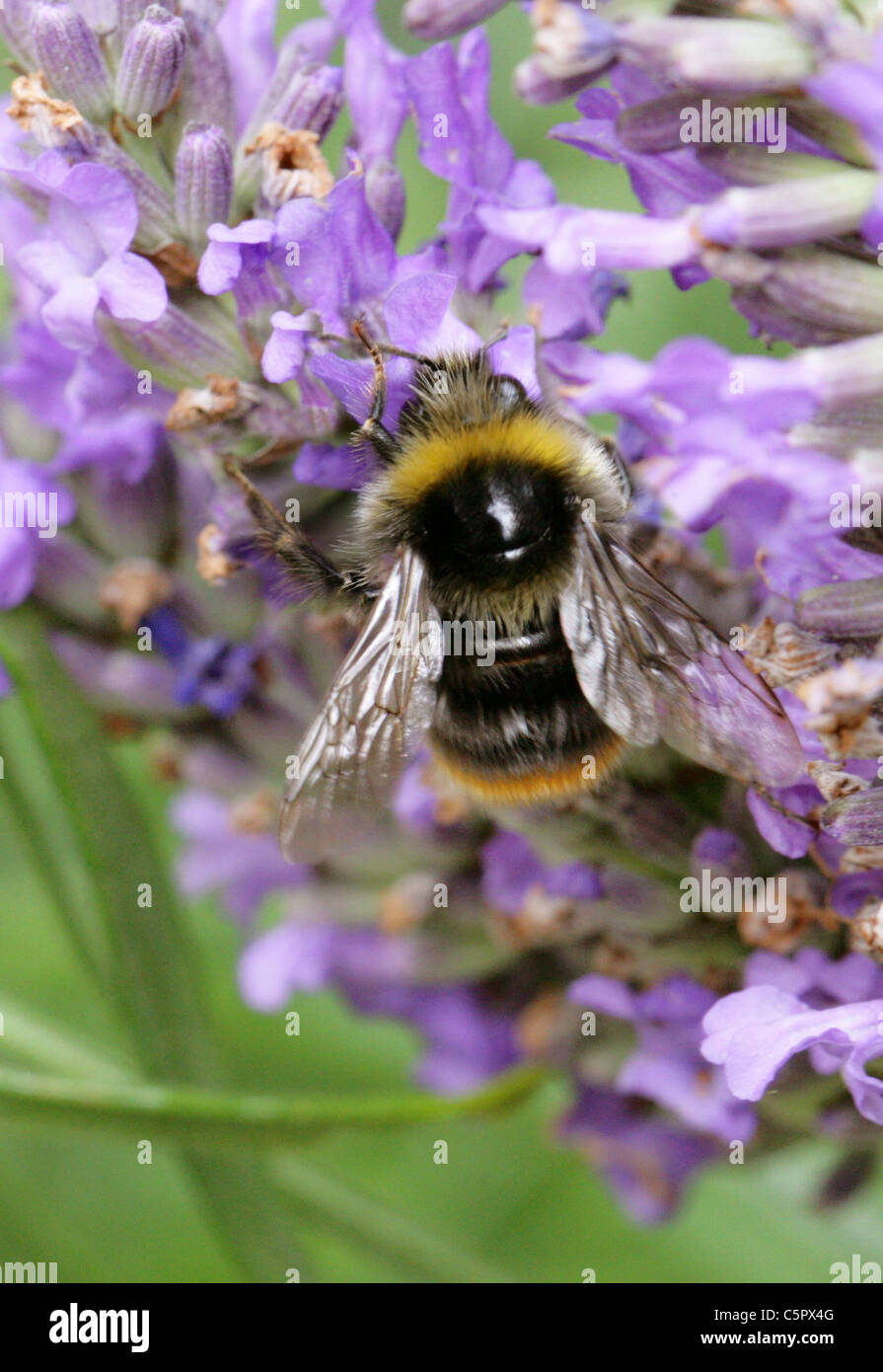 Red-tailed Bumblebee, Bombus lapidarius, Apidae, Apoidea, Hymenoptera ...