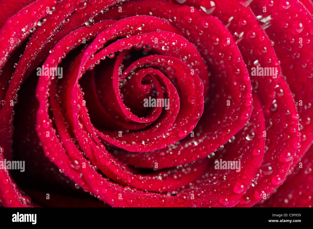 macro of red rose with many water drops Stock Photo - Alamy