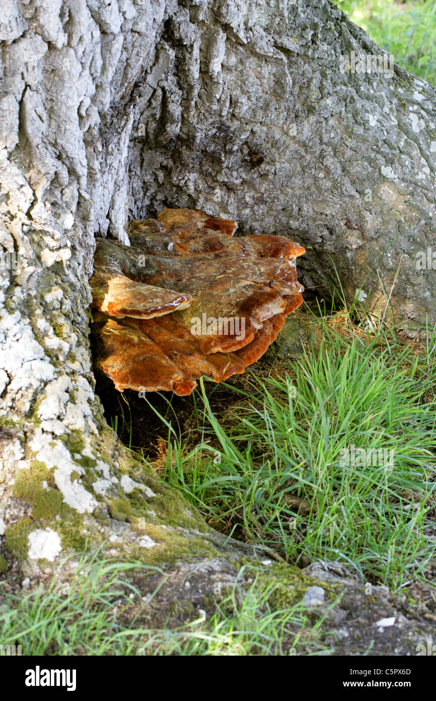 Shaggy Bracket Fungus, Inonotus hispidus, Hymenochaetaceae Growing at ...