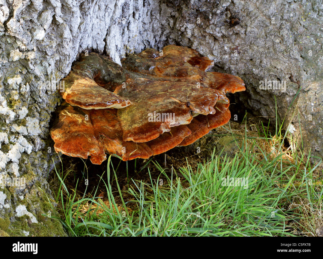 Ash tree fungus hi-res stock photography and images - Alamy