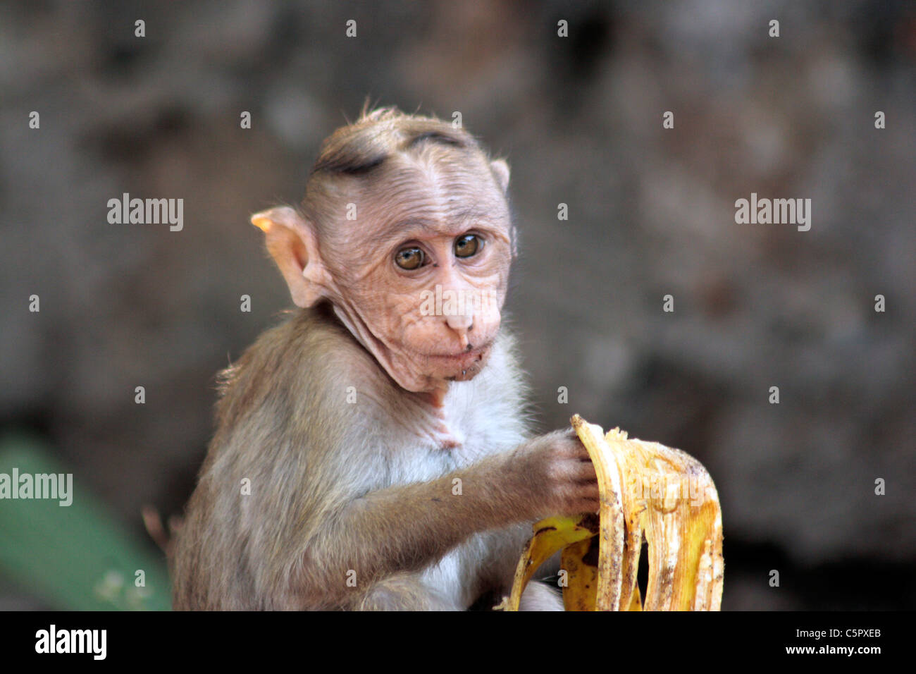 Elephanta Island Monkeys
