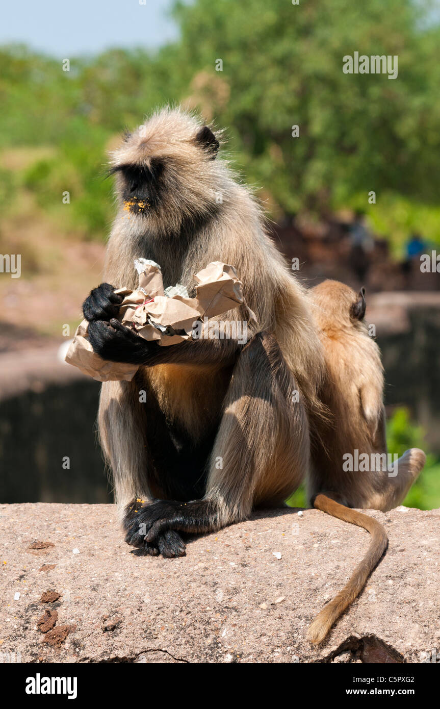 Hanuman monkey hi-res stock photography and images - Alamy