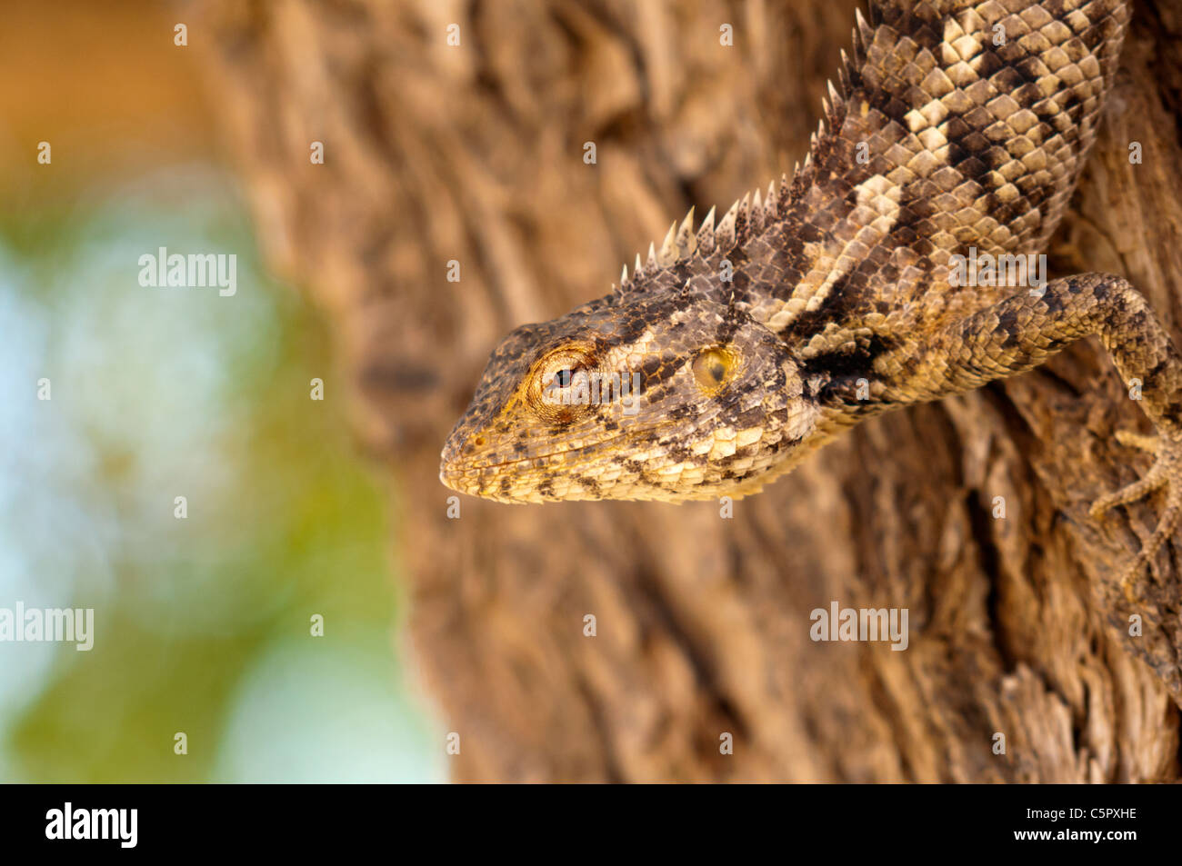 Indian lizard hi-res stock photography and images - Alamy