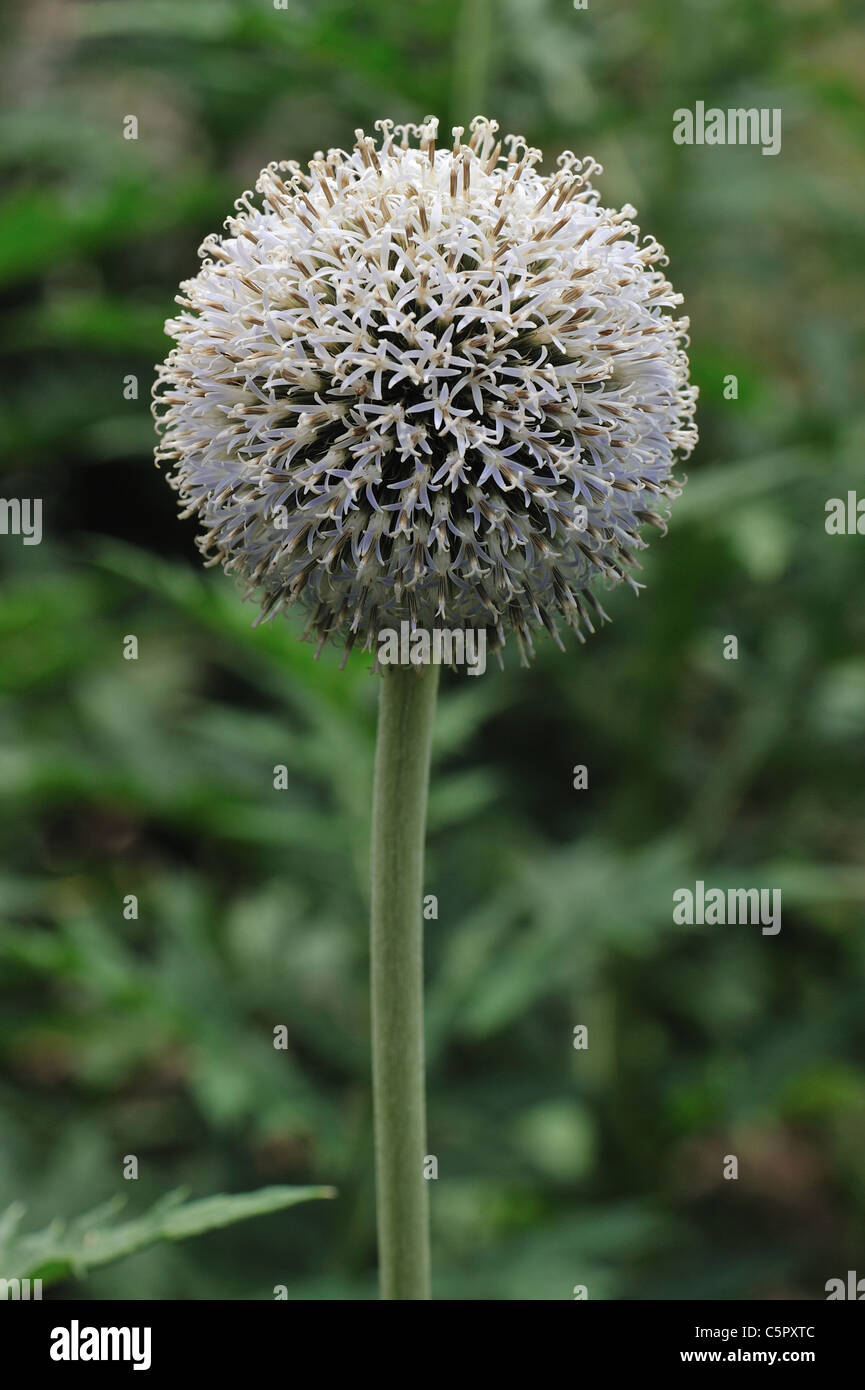 Russian Globe Thistle - Tall globe thistle (Echinops exaltatus ...