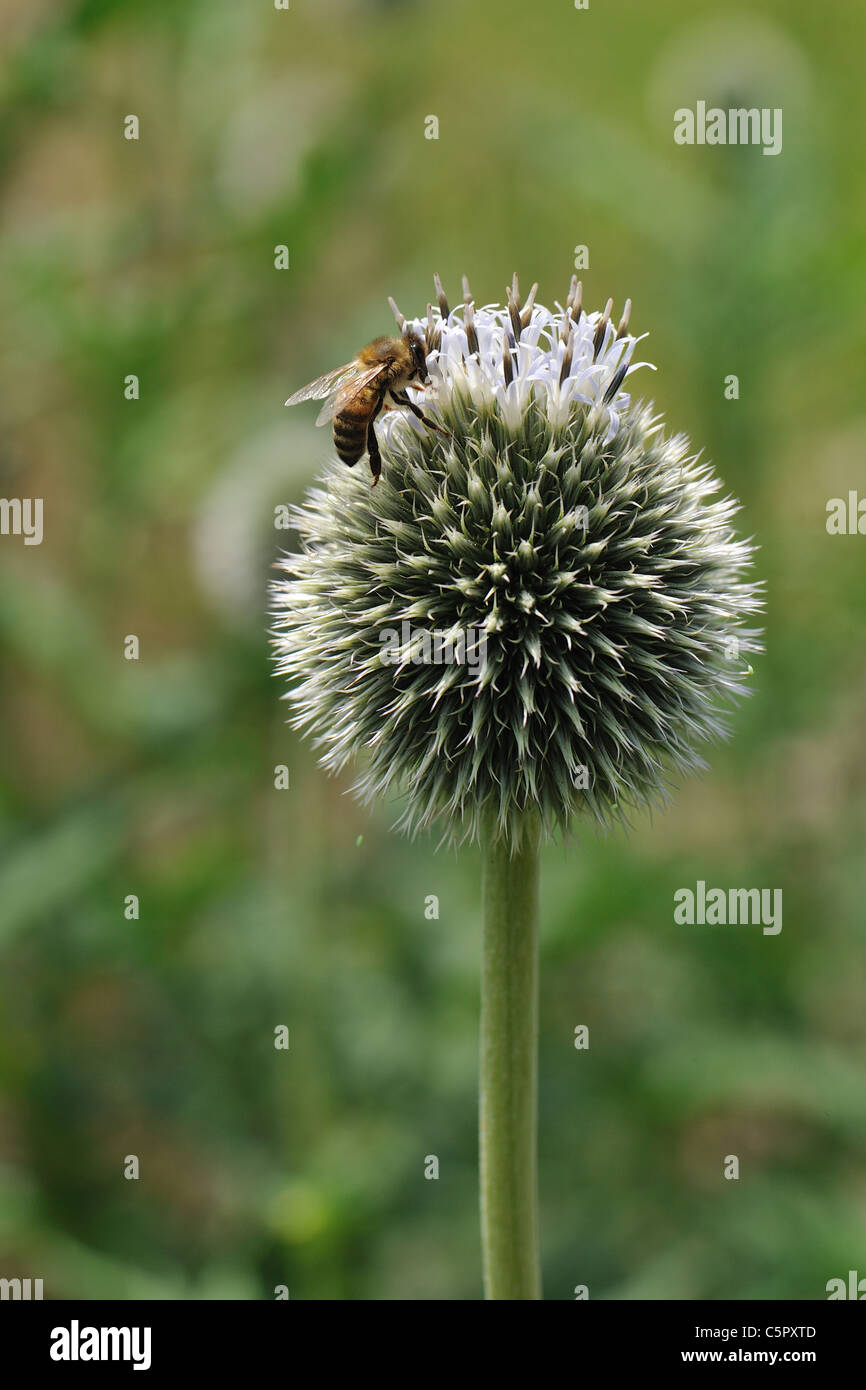 Russian Globe Thistle - Tall globe thistle (Echinops exaltatus ...