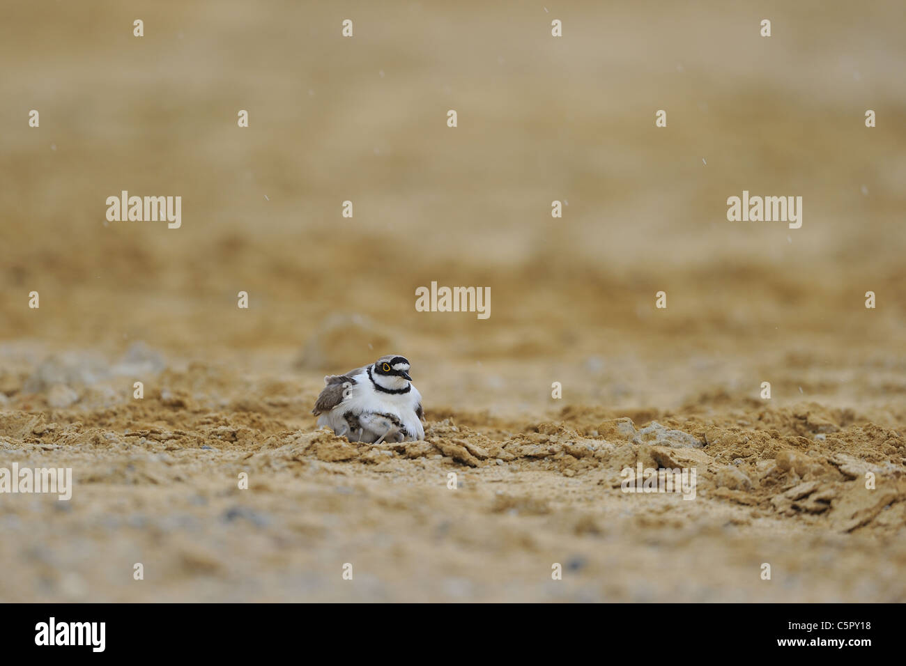 Little ringed plover (Charadrius dubius) adult sheltering its chicks ...