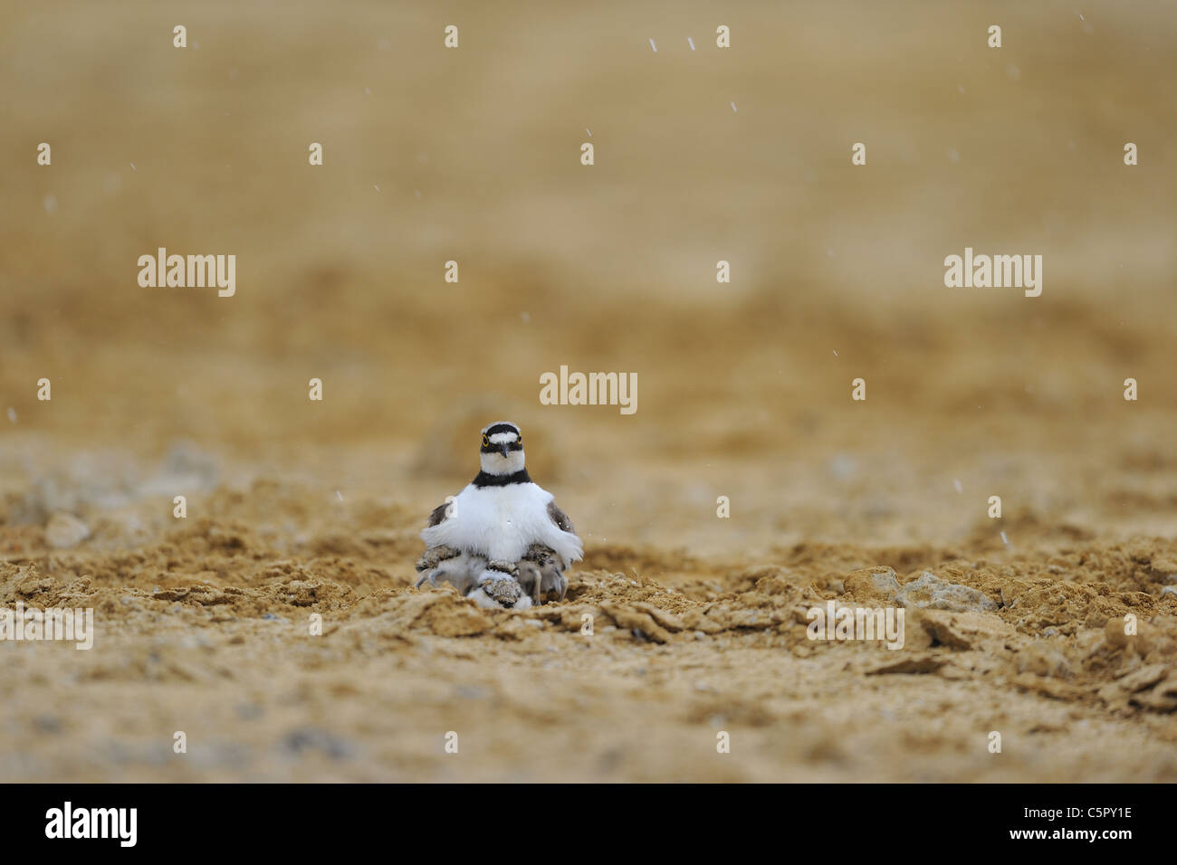 Little ringed plover (Charadrius dubius) adult sheltering its chicks ...
