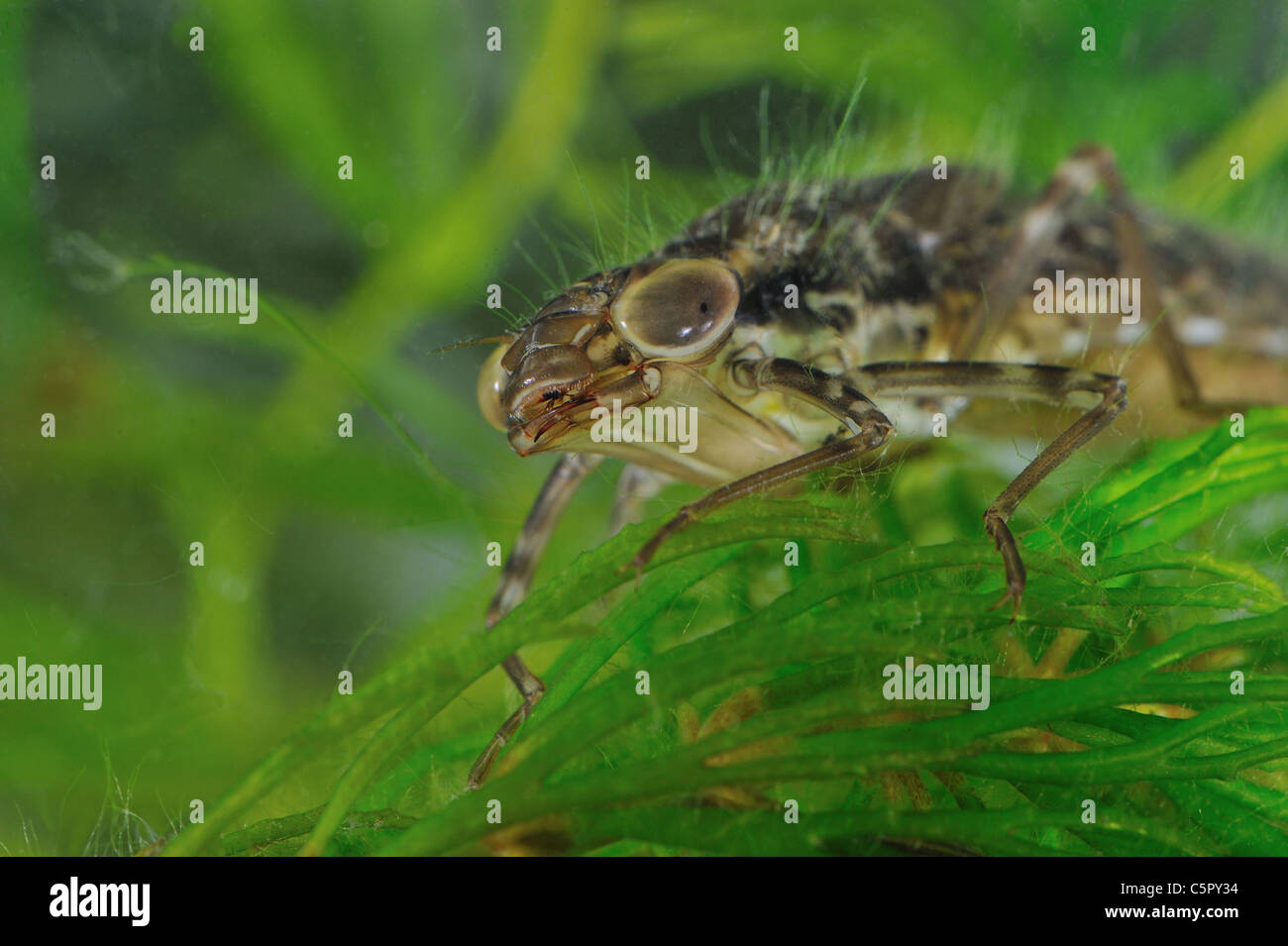 Dragonfly larva hi-res stock photography and images - Alamy