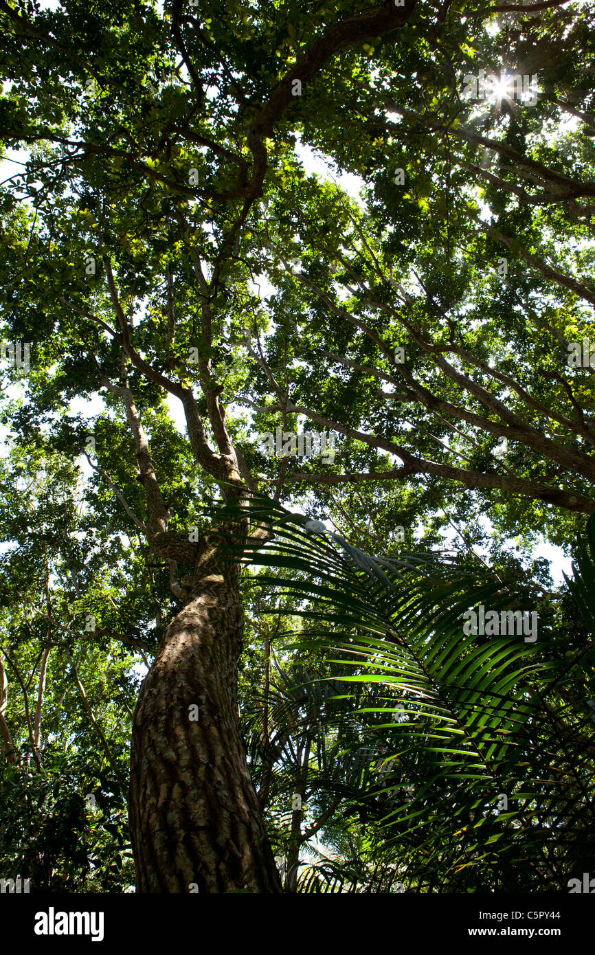 Jozani forest zanzibar not monkey hi-res stock photography and images ...